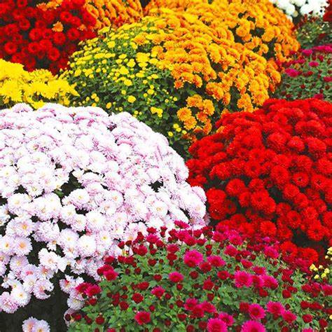 Jual Biji Bunga Ground-cover Chrysanthemum Very Rare Seeds (Isi 5 biji ...