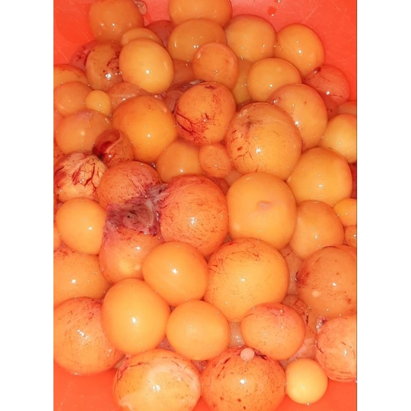 Jual Telur Muda Ayam / Telur Ayam Muda / Uritan | Shopee Indonesia