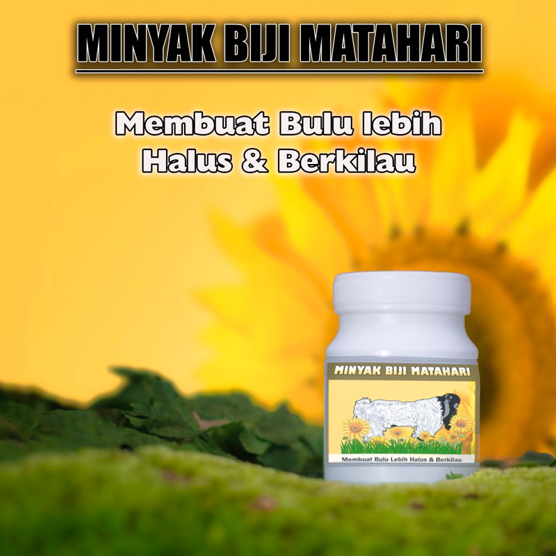 Jual vitamin kambing/domba (MINYAK BIJI MATARI) | Shopee Indonesia