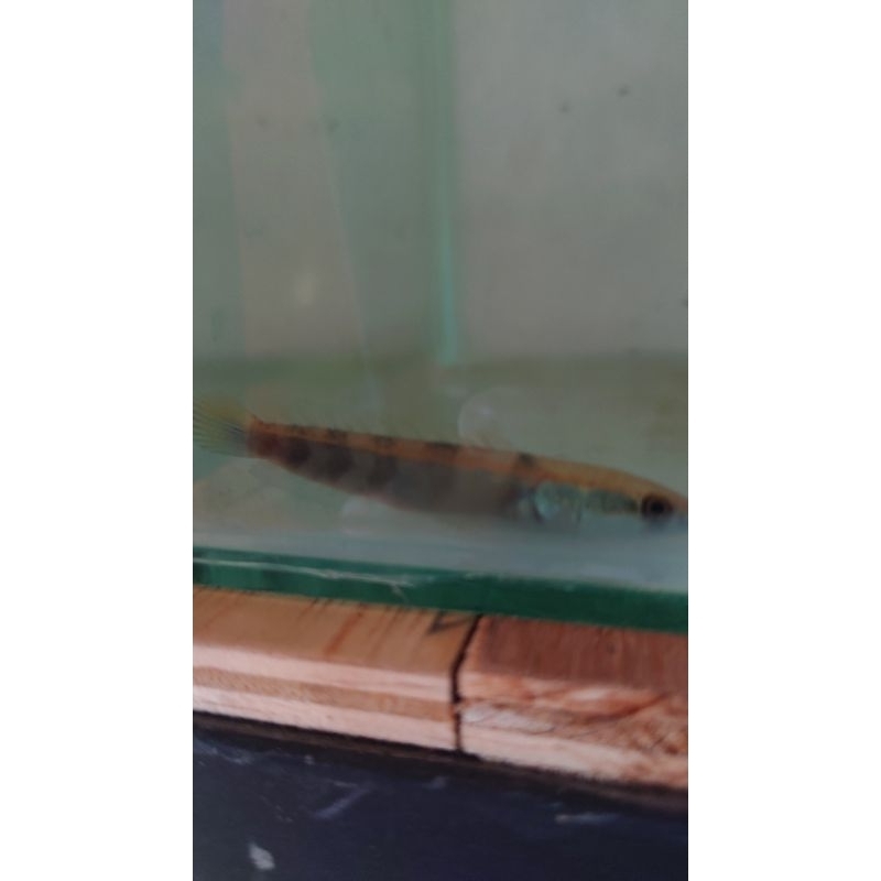 Jual RA.REDBARITO full simet 6-7cm bar balok kualitas promo!!! | Shopee ...