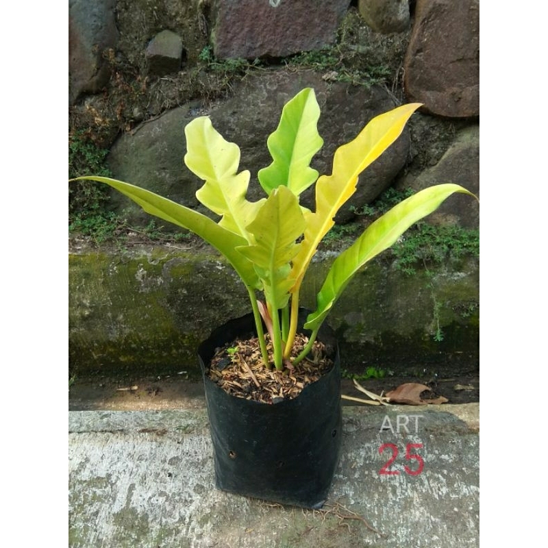 Jual Philodendron Golden Saw Philo Gergaji Kuning Sesuai Foto | Shopee ...
