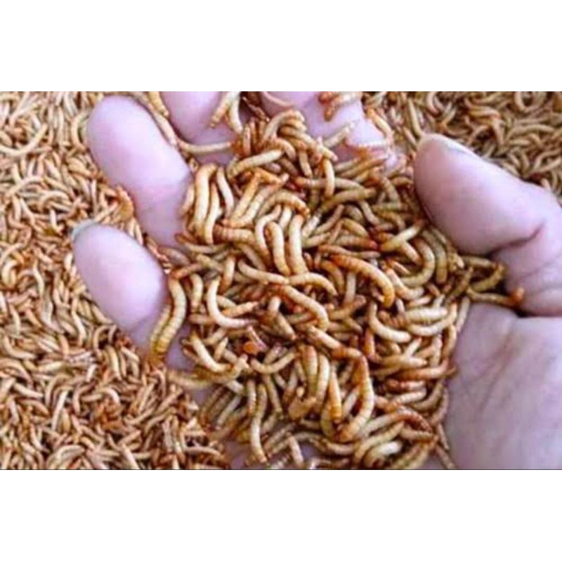 Jual Uler Ulat Hongkong Murah 50 Gram Pakan Predator Burung Ikan Hidup ...