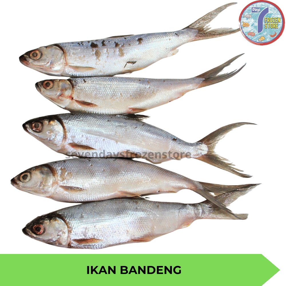 Jual Ikan Bandeng Beku Frozen 1 kg | Shopee Indonesia
