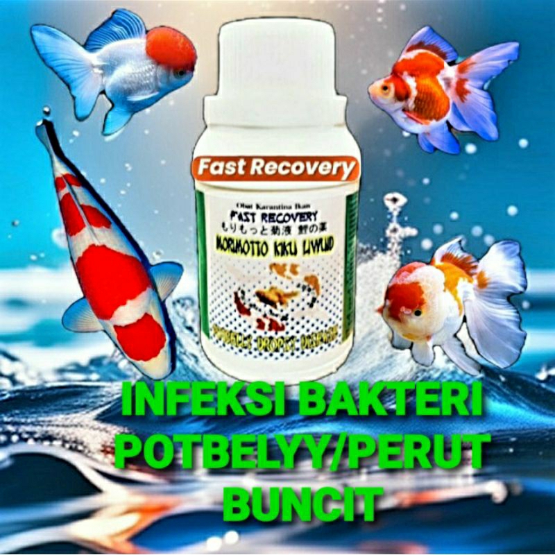 Jual obat ikan dropsy flukes sakit dalam ikan koi/ potbelly/kembung air ...