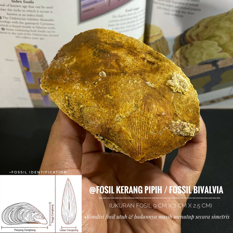 Jual Fosil Kerang Pipih Natural B34 atau Fossil Bivalvia atau Fosil ...