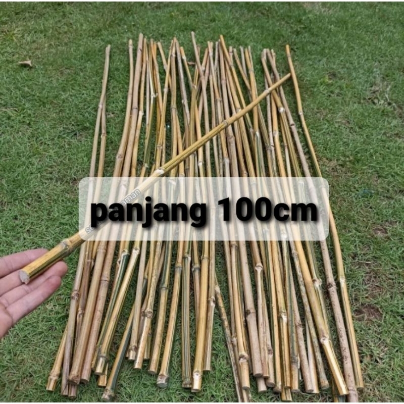 Jual bambu kecil bambu mini bambu bulat turus bambu 100cm | Shopee ...