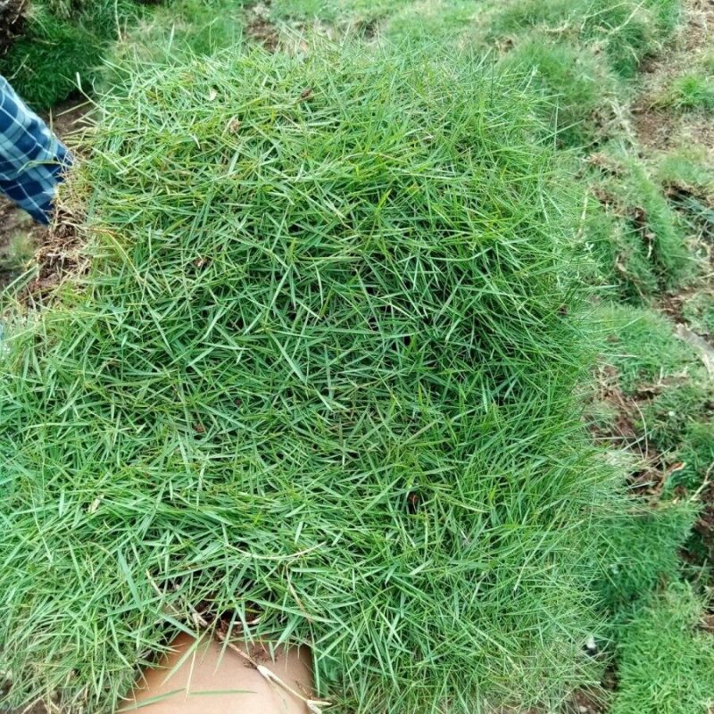 Jual Rumput Peking/Jepang (3 lempengan bulat) | Shopee Indonesia