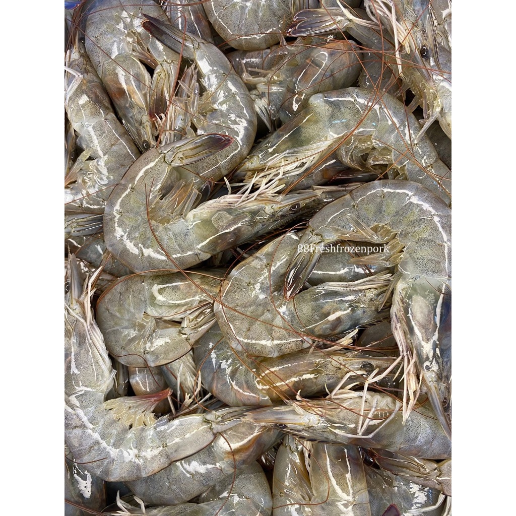 Jual Udang Vaname Udang Laut Fresh Frozen Udang Premium Segar | Shopee ...
