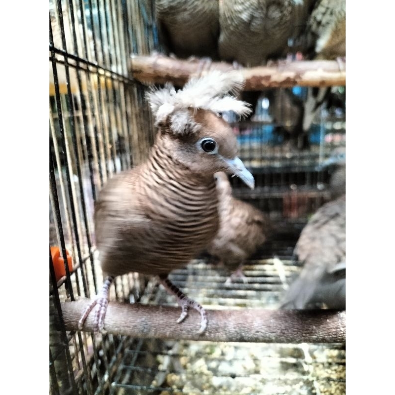 Jual Burung perkutut cemani songgo ratu atau perkutut cemani jambul ...