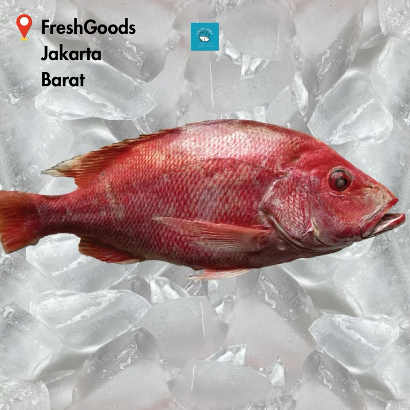 Jual Ikan Kakap Merah / Ikan Red Snapper DIJAMIN SEGAR DAN BERKUALITAS ...
