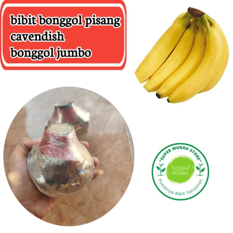 Jual bibit bonggol pisang cavendish jumbo / bonggol ukuran besar 500 ...