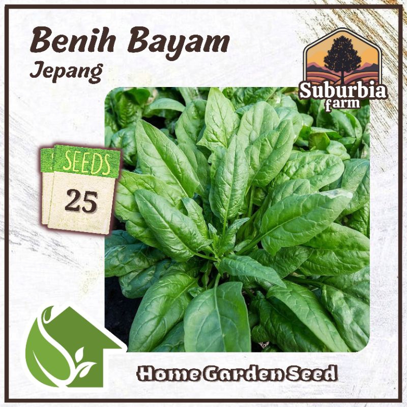 Jual 25 Biji Benih Bayam Jepang Horenso | Shopee Indonesia Jual 25 Biji Benih Bayam Jepang Horenso | Shopee Indonesia