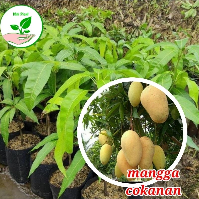 Jual bibit mangga cokanan cepat berbuah asli bisa tabulampot | Shopee ...