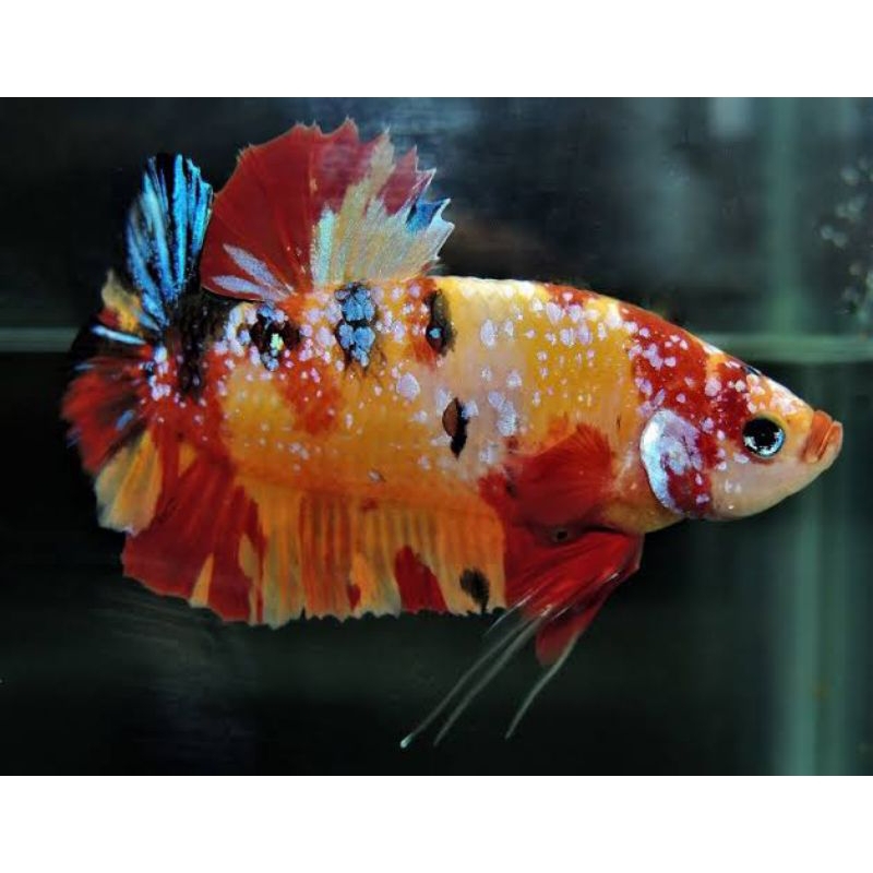 Jual ikan cupang Gian plakat Nemo multy colour/ikan hias aquascape/ikan ...