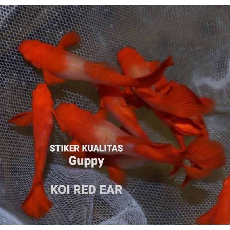 Jual stiker hiasan 1 pasang/ 1 pair guppy koi red ear | Shopee Indonesia