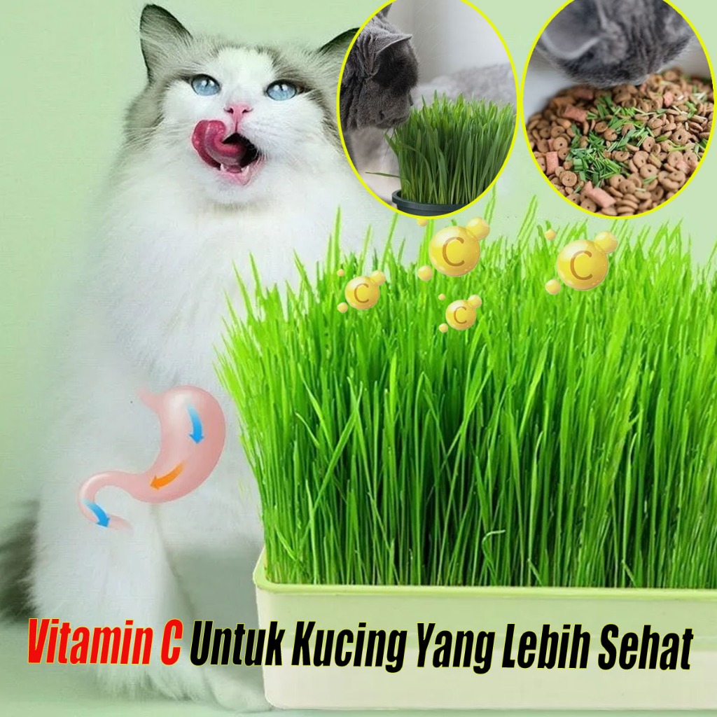 Jual Rumput Kucing Hidroponik Paket Lengkap Cat Grass Tanpa Tanah Benih ...