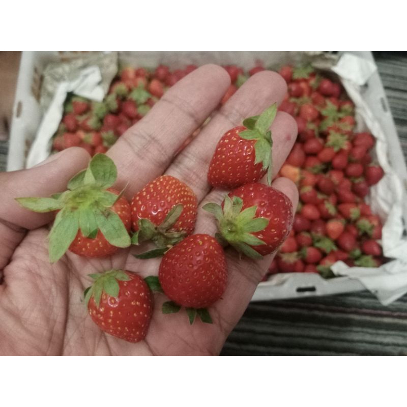 Jual 1KG STROBERY FRESH GRADE MINI LANGSUNG DARI KEBUN | Shopee Indonesia