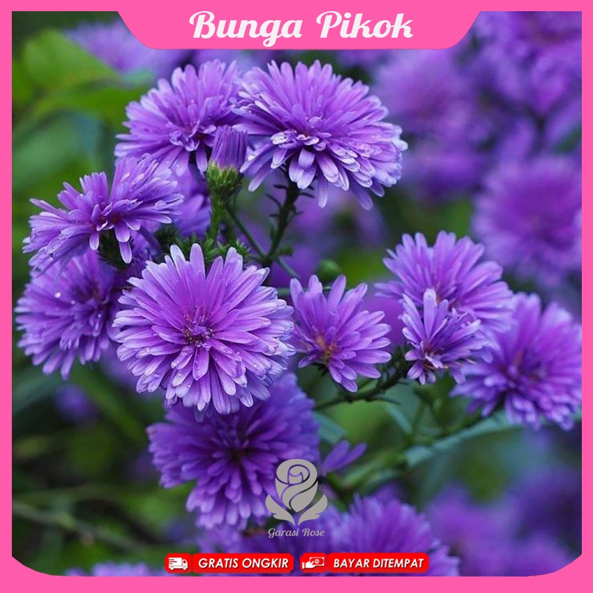 Jual Bibit Bunga Pikok Paket 1 Kg Warna Mix | Shopee Indonesia