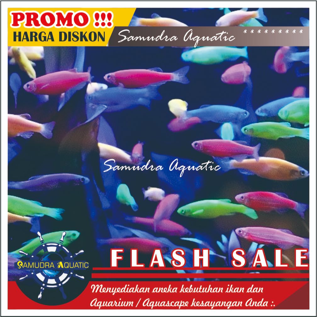 Jual Ikan DANIO ZEBRA | DANIO SLAYER | DANIO | ( KHUSUS INSTAN ...