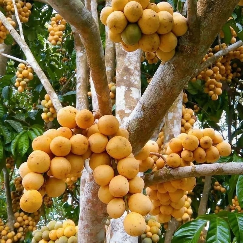 Jual bibit buah langsep / langsat bisa berbuah pendek | Shopee Indonesia