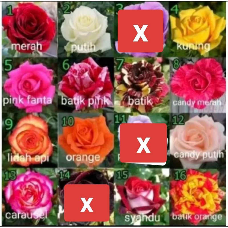 Jual Mawar aneka warna | Shopee Indonesia