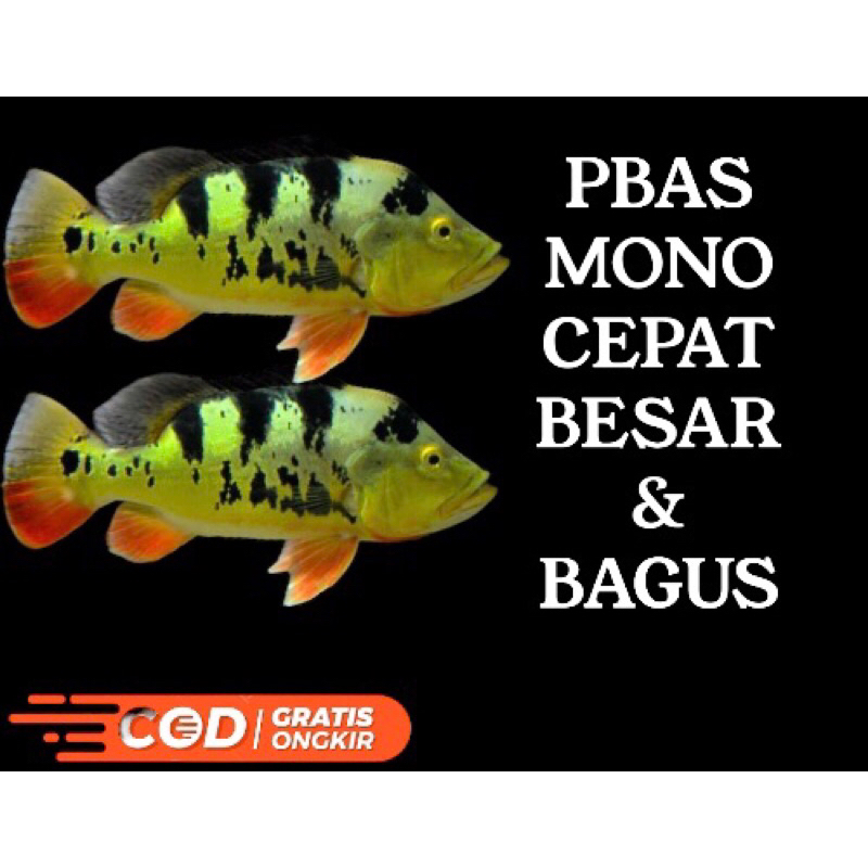 Jual Pbas mono cepat besar kebutuhan akuarium | Shopee Indonesia