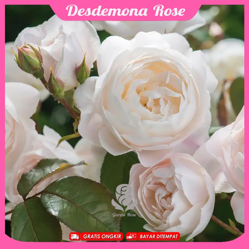 Jual Mawar Import Desdemona - David Austin Rose | Shopee Indonesia