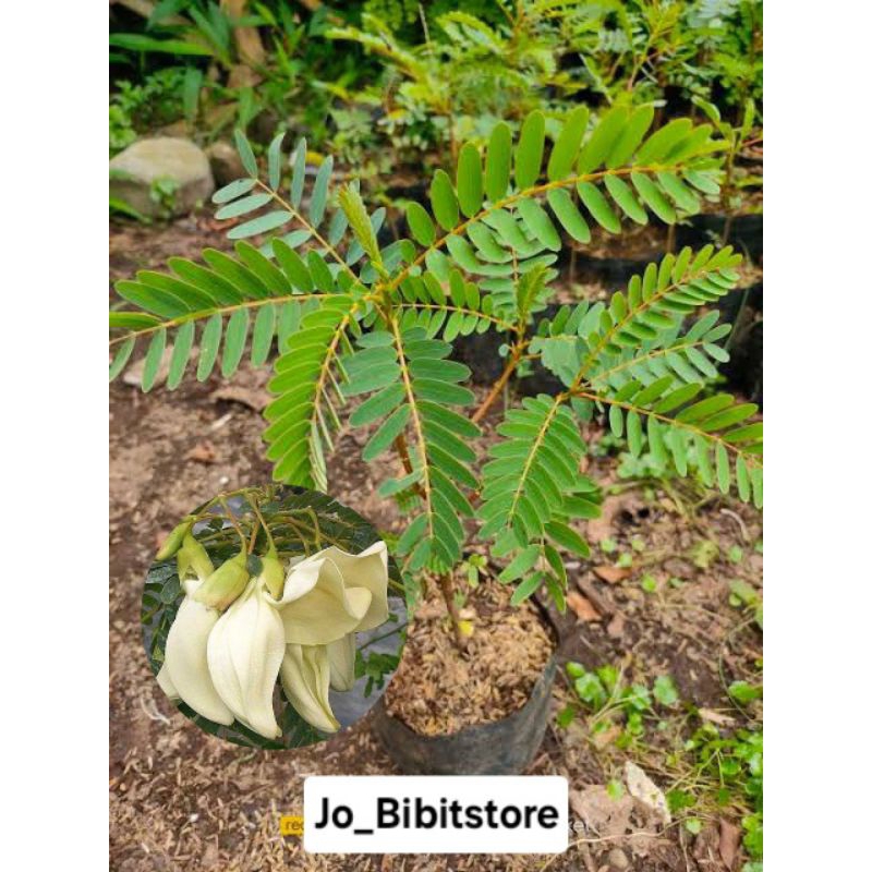 Jual Bibit Turi Putih | Bibit Bunga Turi Putih Asli | Shopee Indonesia
