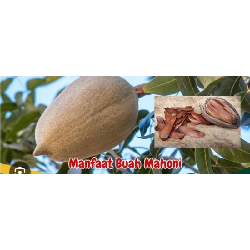 Jual Buah Mahoni Utuh 1 Kg Obat Herbal Tradisional Termurah Segar ...