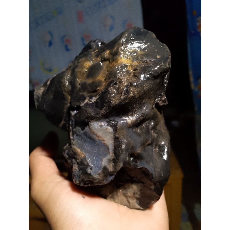 Jual bahan utuh bogol kelor untuk cincin dan liontin | Shopee Indonesia