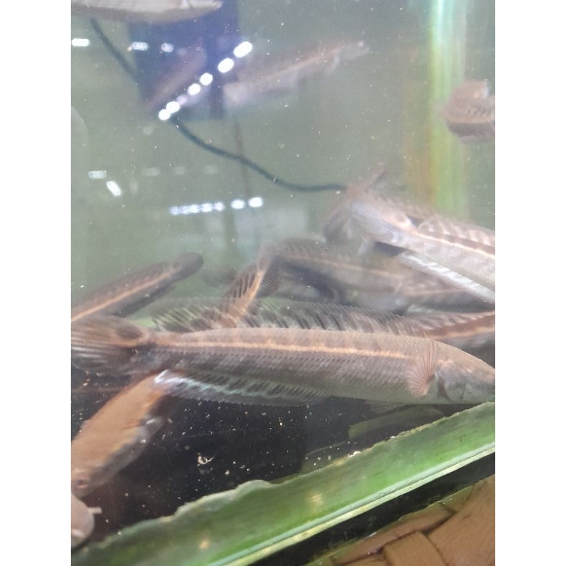 Jual ys batik simet 789 cm | Shopee Indonesia