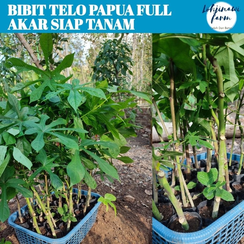 Jual BIBIT Telo Papua, Singkong Papua Per 1 Polibag Full Akar Siap Tanam | Shopee Indonesia