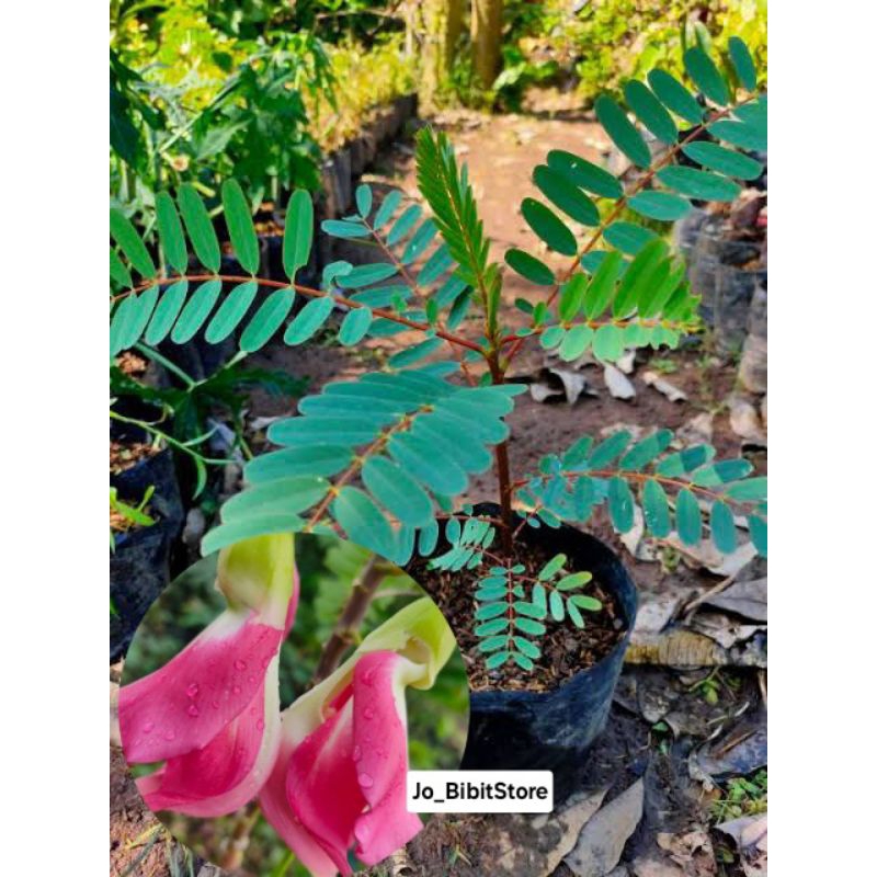 Jual Bibit Turi Merah | Bibit Bunga Turi Merah Asli | Shopee Indonesia