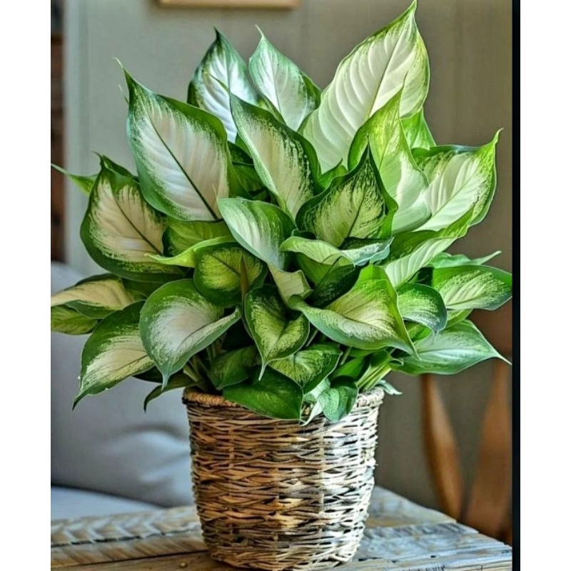 Jual Tanaman Hias Tissu Golden /Tanaman Hias Diven Tisu/Tanaman Diven ...