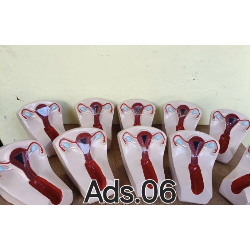 Jual UTERUS RAHIM / ORGAN REPRODUKSI WANITA / ALAT PERAGA / PHANTOM ...