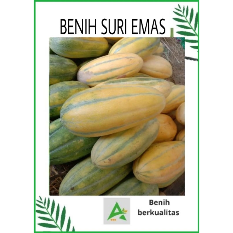 Jual BENIH TIMUN SURI MAS 50 butir | Shopee Indonesia