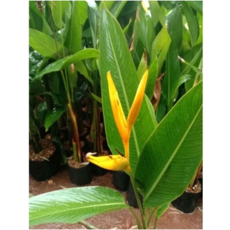 Jual Tanaman Pisang pisangan Helikonia bunga kuning | Shopee Indonesia