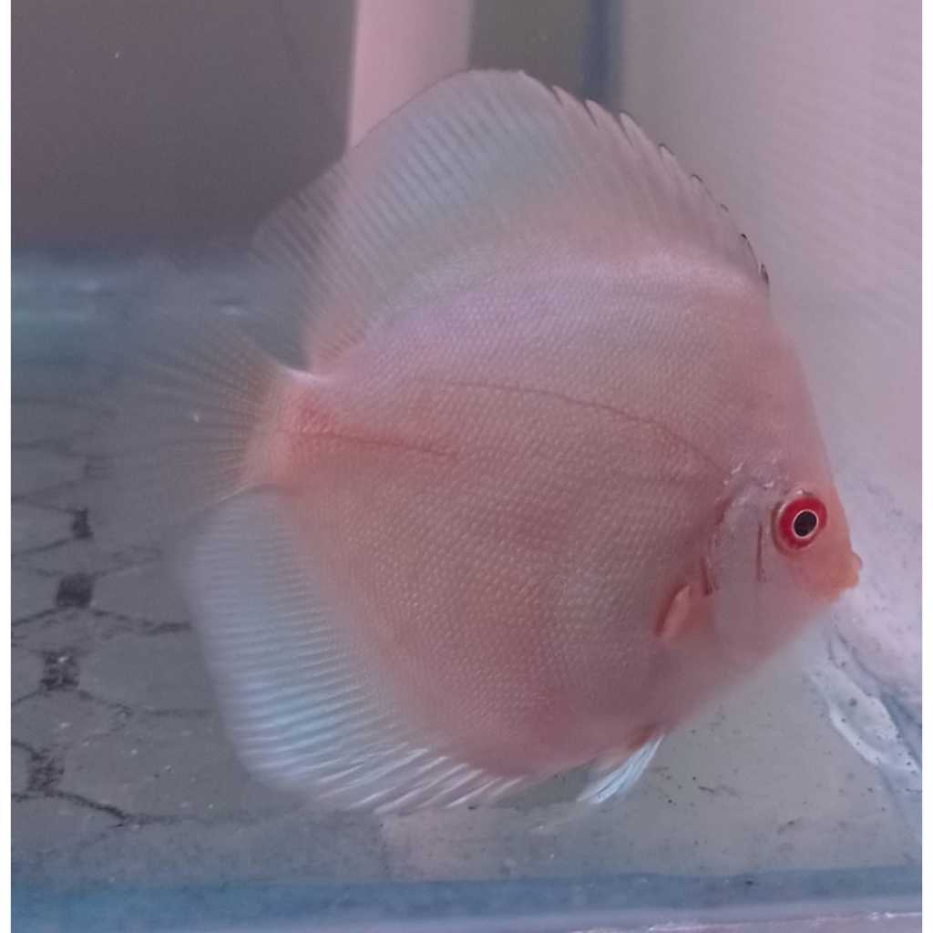 Jual Discus Blue Diamond 2,5 inch s/d 3,5 inch | Shopee Indonesia