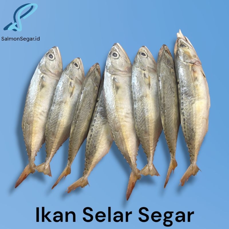 Jual Ikan Selar - Kembung Selar - Ikan Laut Segar | Shopee Indonesia