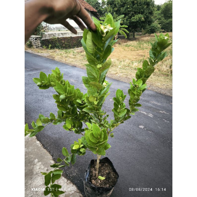 Jual bibit jeruk lemon berbuah (ukuran besar) | Shopee Indonesia