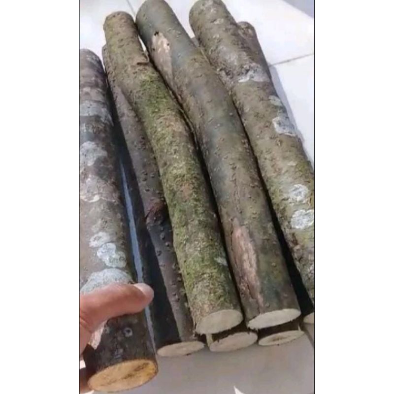 Jual Kayu Lemo Penangkal Ular & Hewan Berbisa Kilemo Krangen 30cm ...