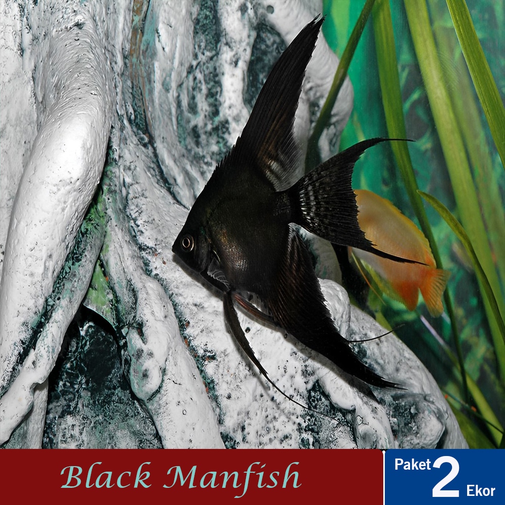 Jual Gallery Ikan Hias - Paket 2ekor Ikan Hias Black Manfish Angelfish ...