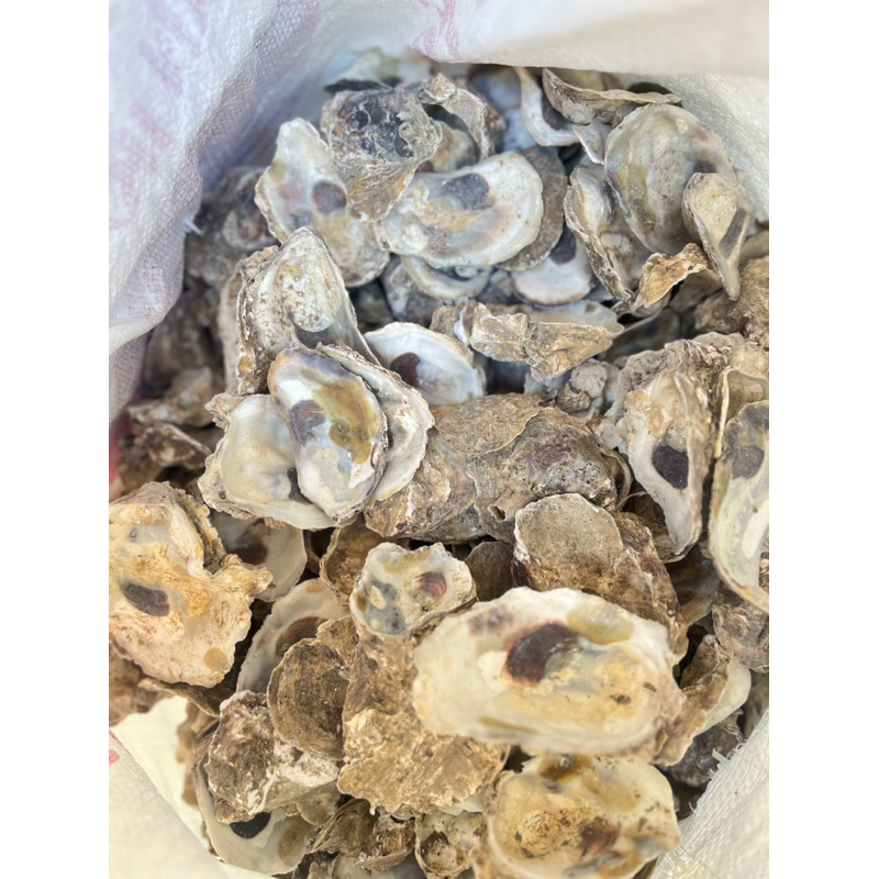 Jual Cangkang oyster shell kulit kerang tiram media filter kolam koi 1 ...