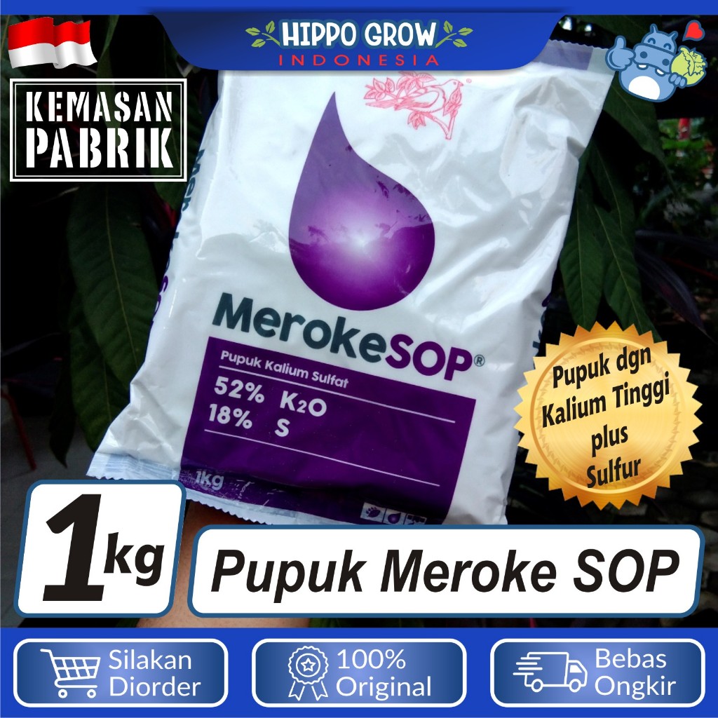 Jual Pupuk SOP Meroke Tanaman Umbi Bawang Hidroponik Subur - Original ...