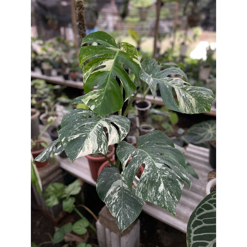 Jual tanaman hias monstera variegata albo marble holland | Shopee Indonesia