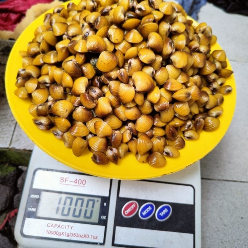 Jual Kerang Remis Air Tawar dari Sungai | Shopee Indonesia