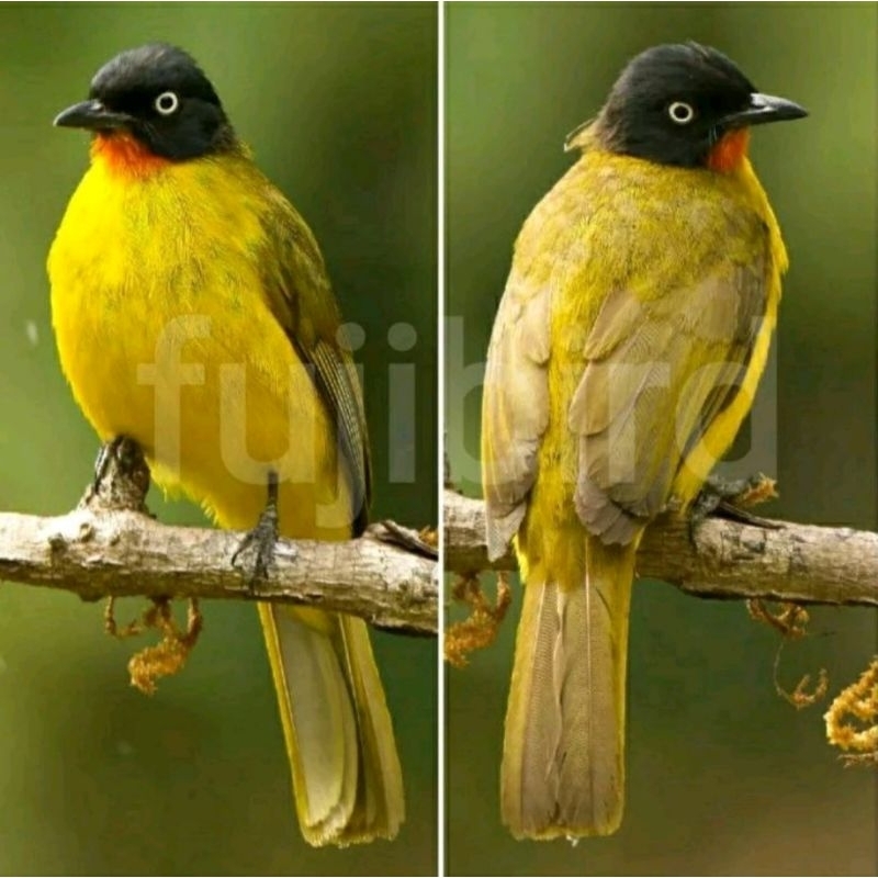 Jual BURUNG KUTILANG TILANG EMAS | Shopee Indonesia