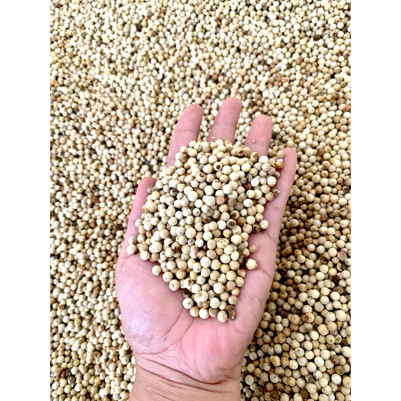 Jual Lada putih butir / Merica Super kemasan 250g-500g | Shopee Indonesia