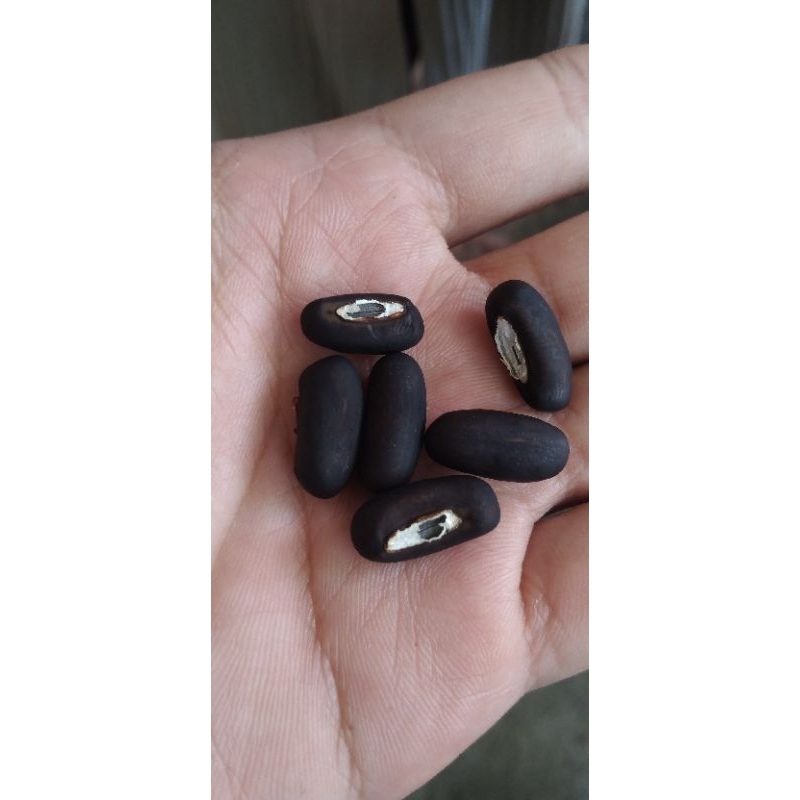 Jual bibit pohon cangkring / dadap duri/ dadap eri, per 30 pcs | Shopee ...