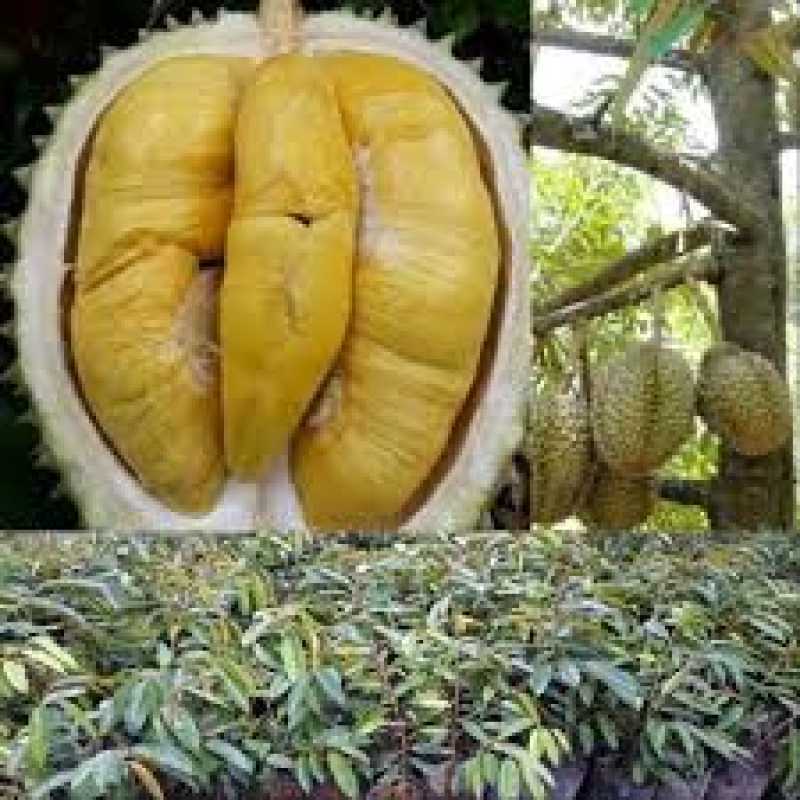 Jual Pohon / Bibit Durian Kane Pohon Pendek Super Unggul Buah Nya Besar ...